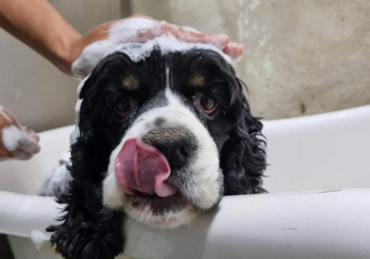 Chris-Yearbook - Camp Cocker Rescue