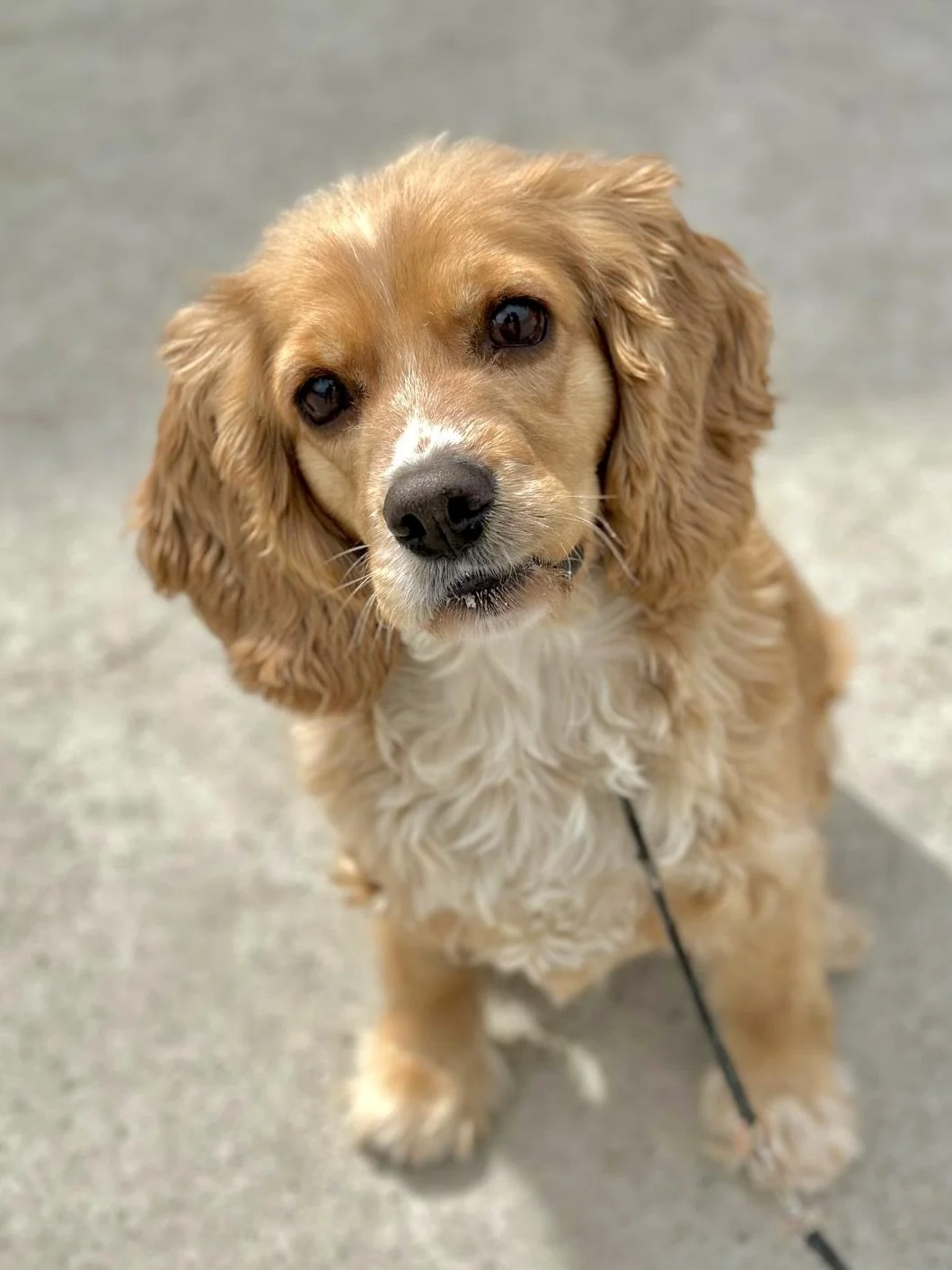 Dogs for Adoption - Cocker Spaniel - Camp Cocker Rescue