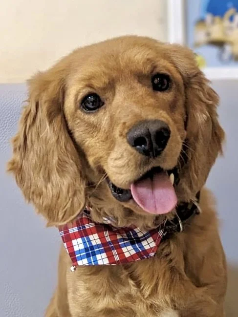Dogs for Adoption - Cocker Spaniel - Camp Cocker Rescue