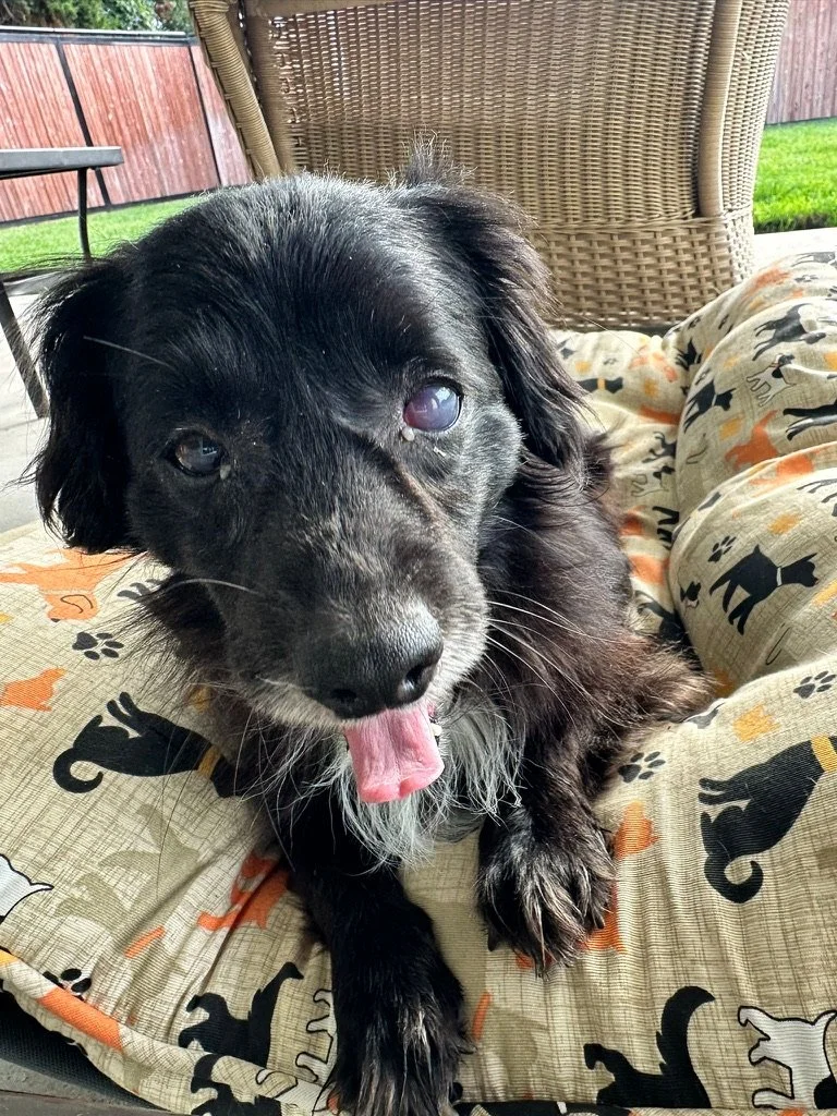 Cocker Spaniel Lab Mix Full Grown