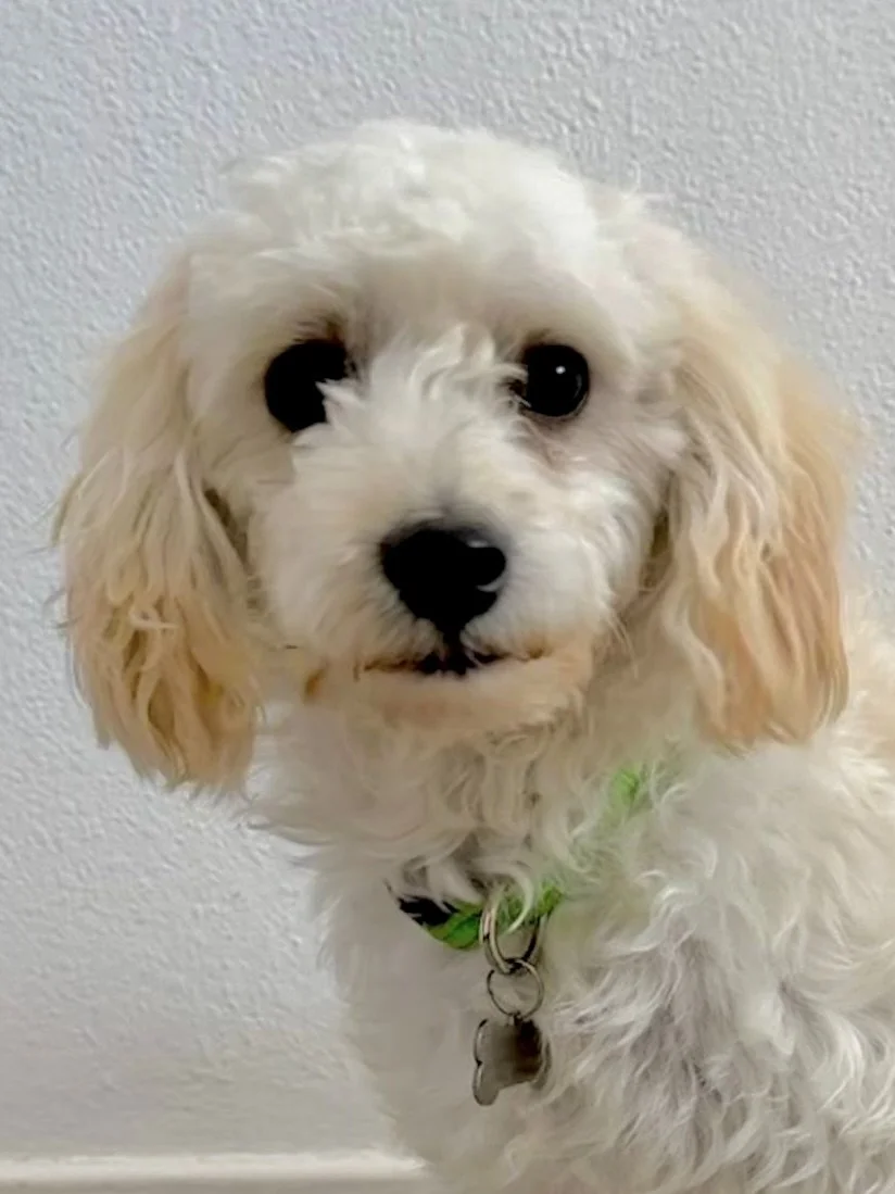 Dogs for Adoption - Cocker Spaniel - Camp Cocker Rescue