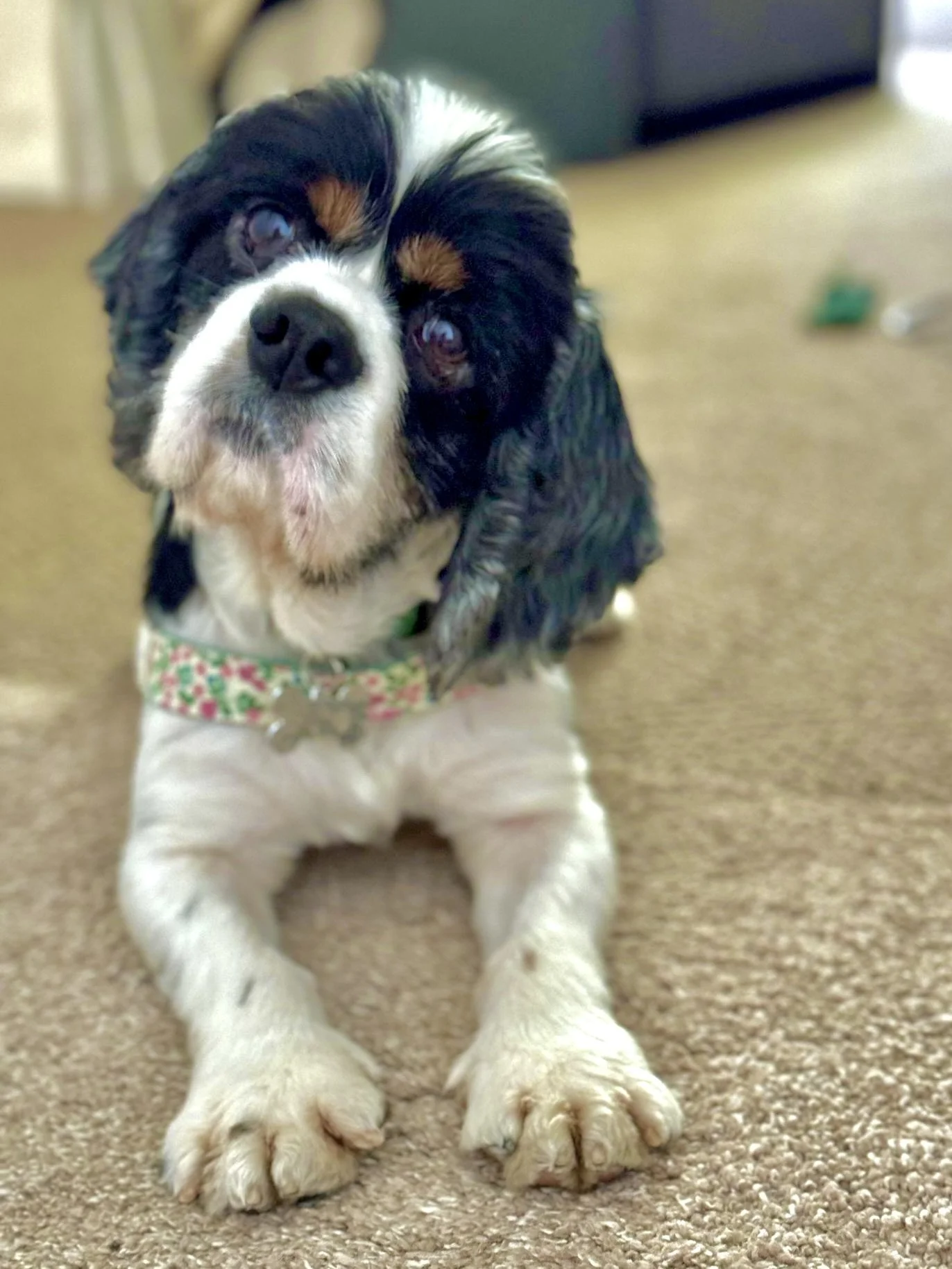Dogs for Adoption - Cocker Spaniel - Camp Cocker Rescue