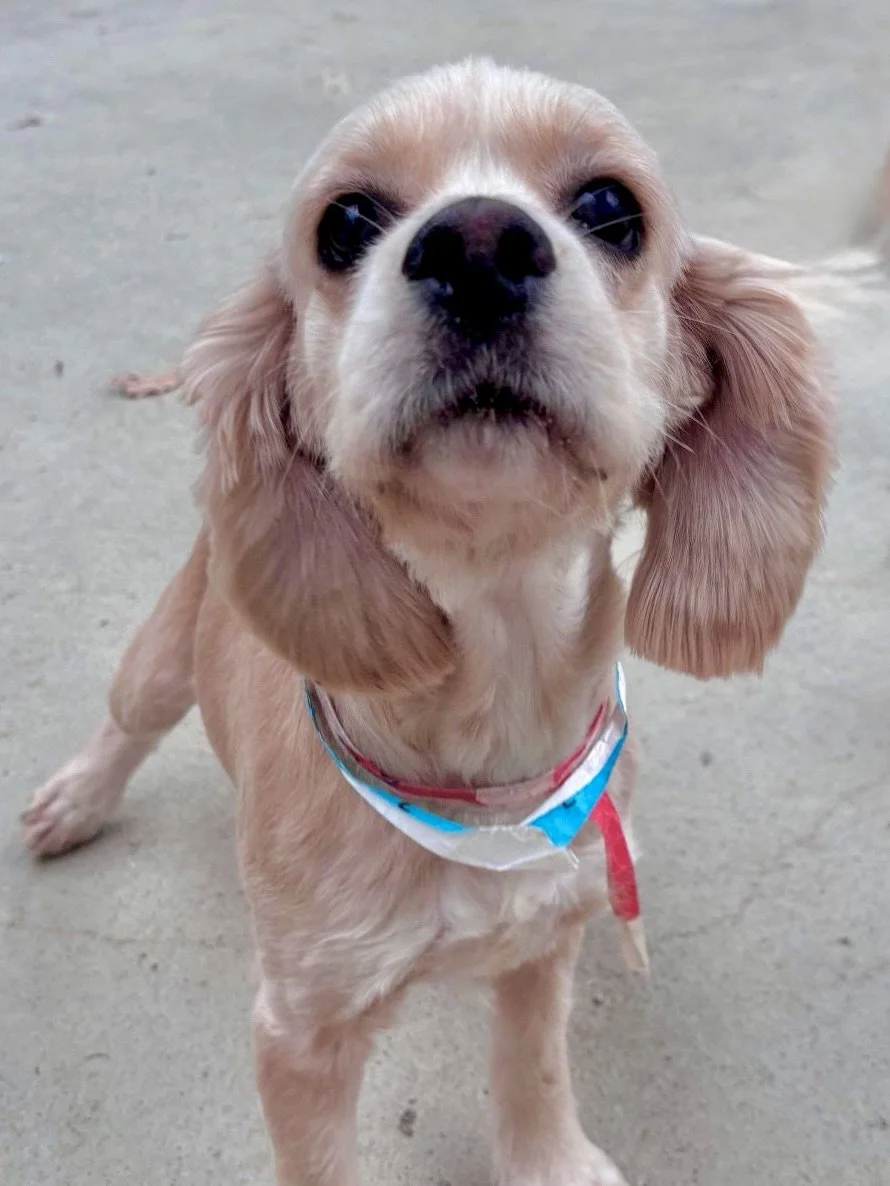Dogs for Adoption - Cocker Spaniel - Camp Cocker Rescue
