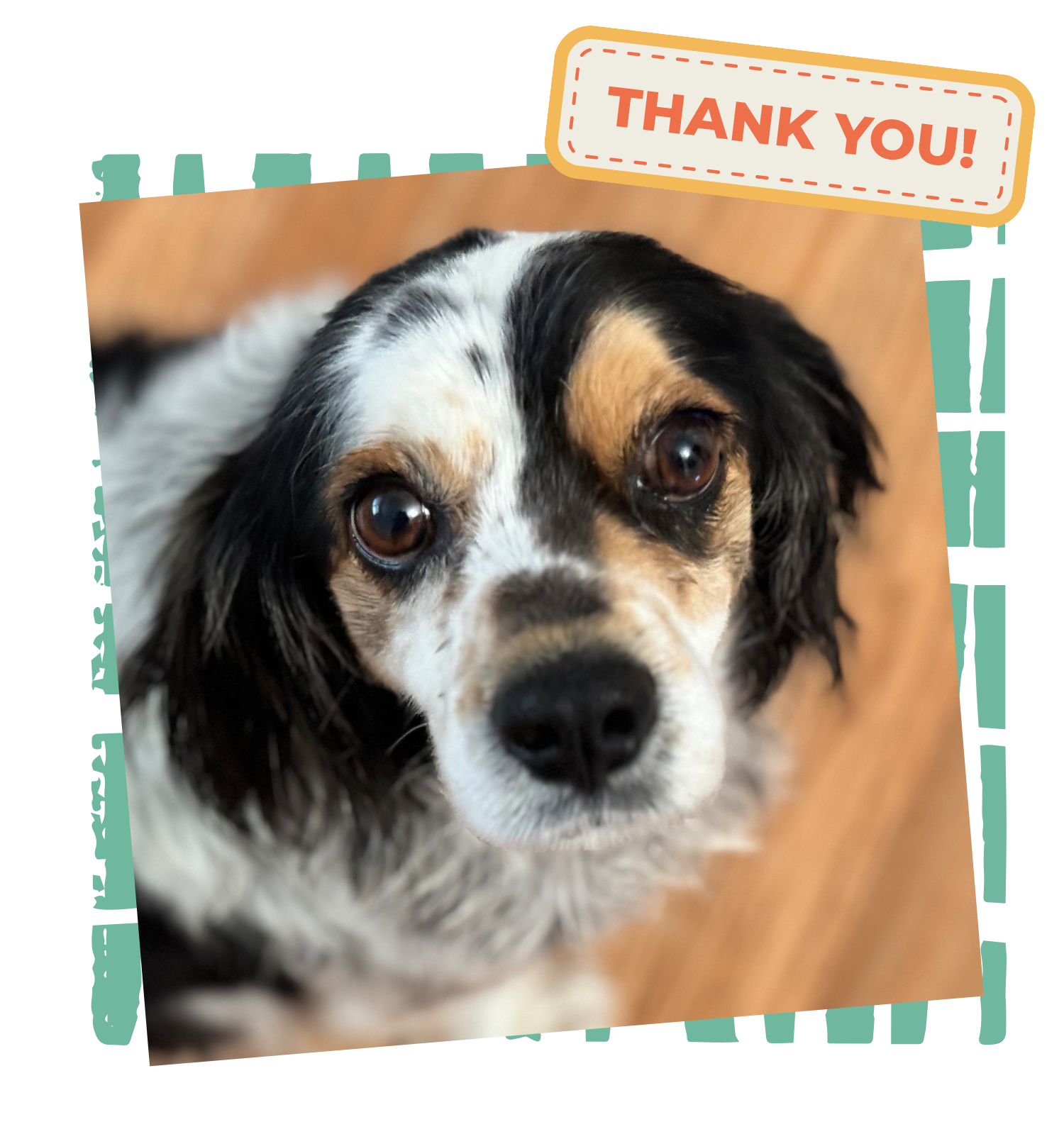 The Campers – Thank You! - Camp Cocker Rescue