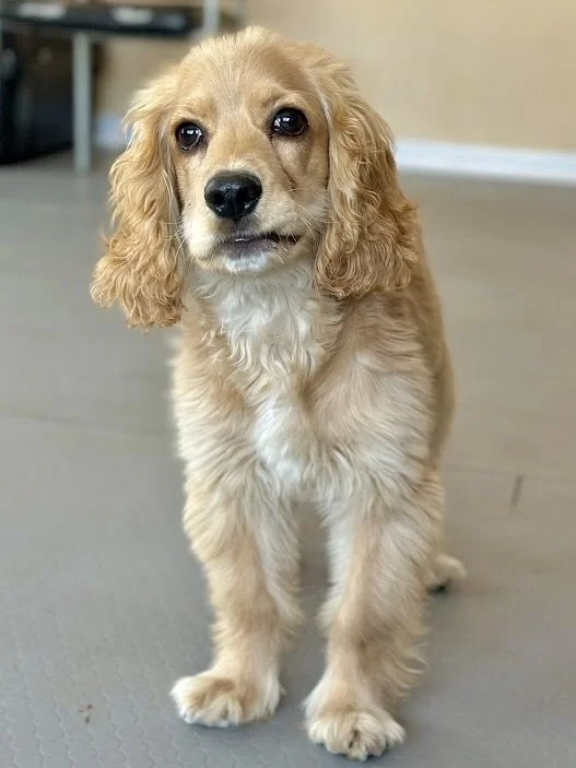 Home - Camp Cocker Rescue