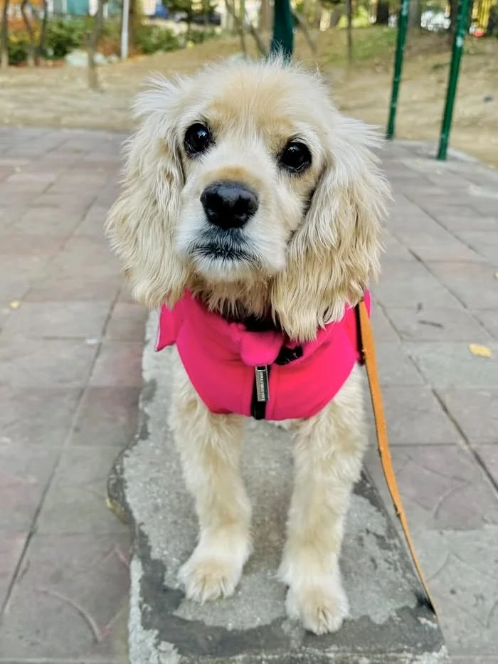 Dogs for Adoption - Cocker Spaniel - Camp Cocker Rescue