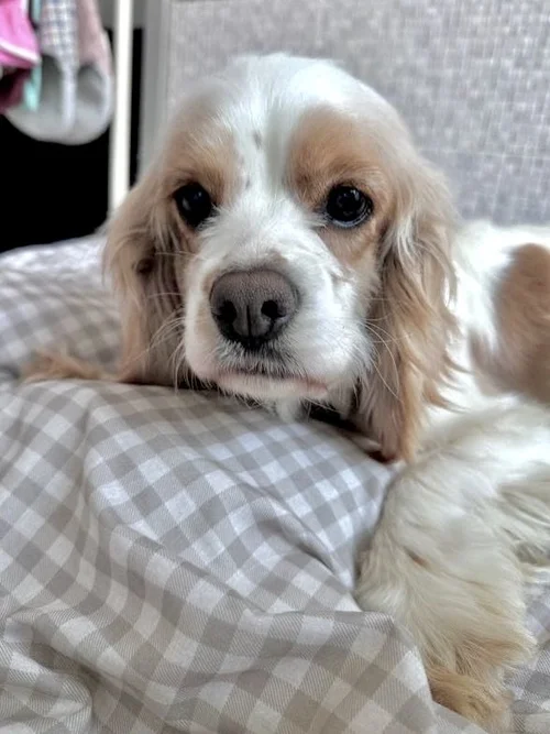 Dogs for Adoption - Cocker Spaniel - Camp Cocker Rescue