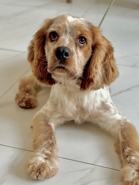 Cocker Spaniel Terrier Mix Puppies