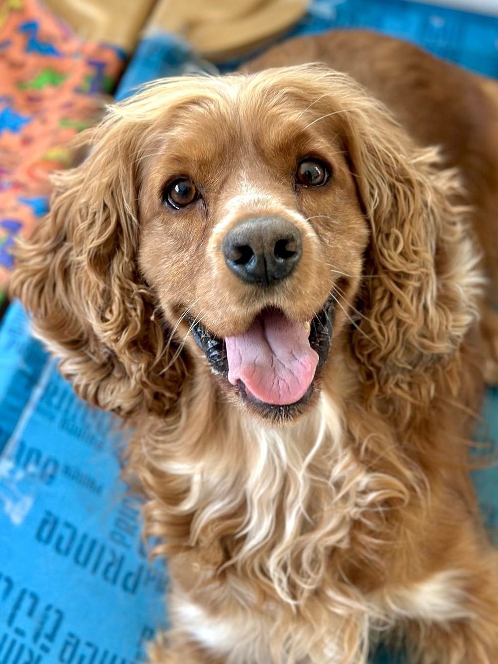 Dogs for Adoption - Cocker Spaniel - Camp Cocker Rescue