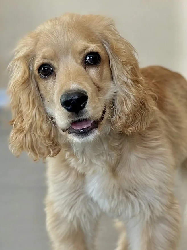 Dogs for Adoption - Cocker Spaniel - Camp Cocker Rescue