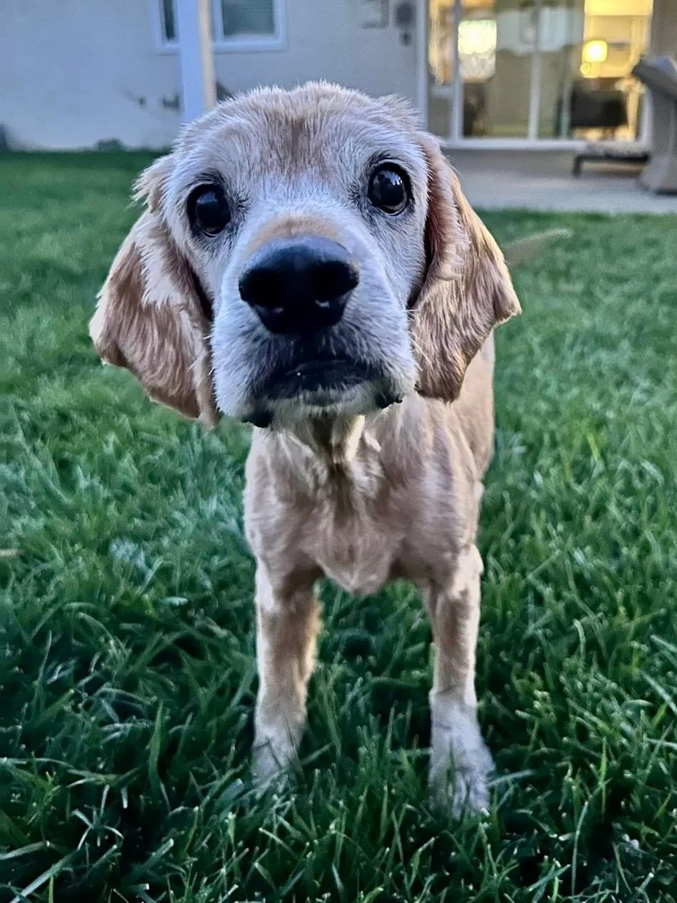 Dogs for Adoption - Cocker Spaniel - Camp Cocker Rescue