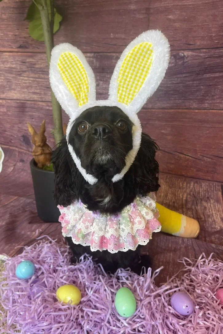 (Previous Bio) Emily - Camp Cocker Rescue