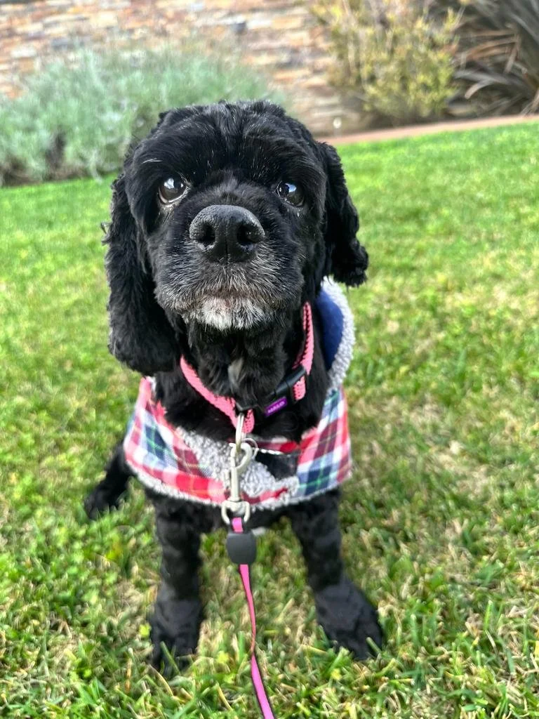 Home - Camp Cocker Rescue