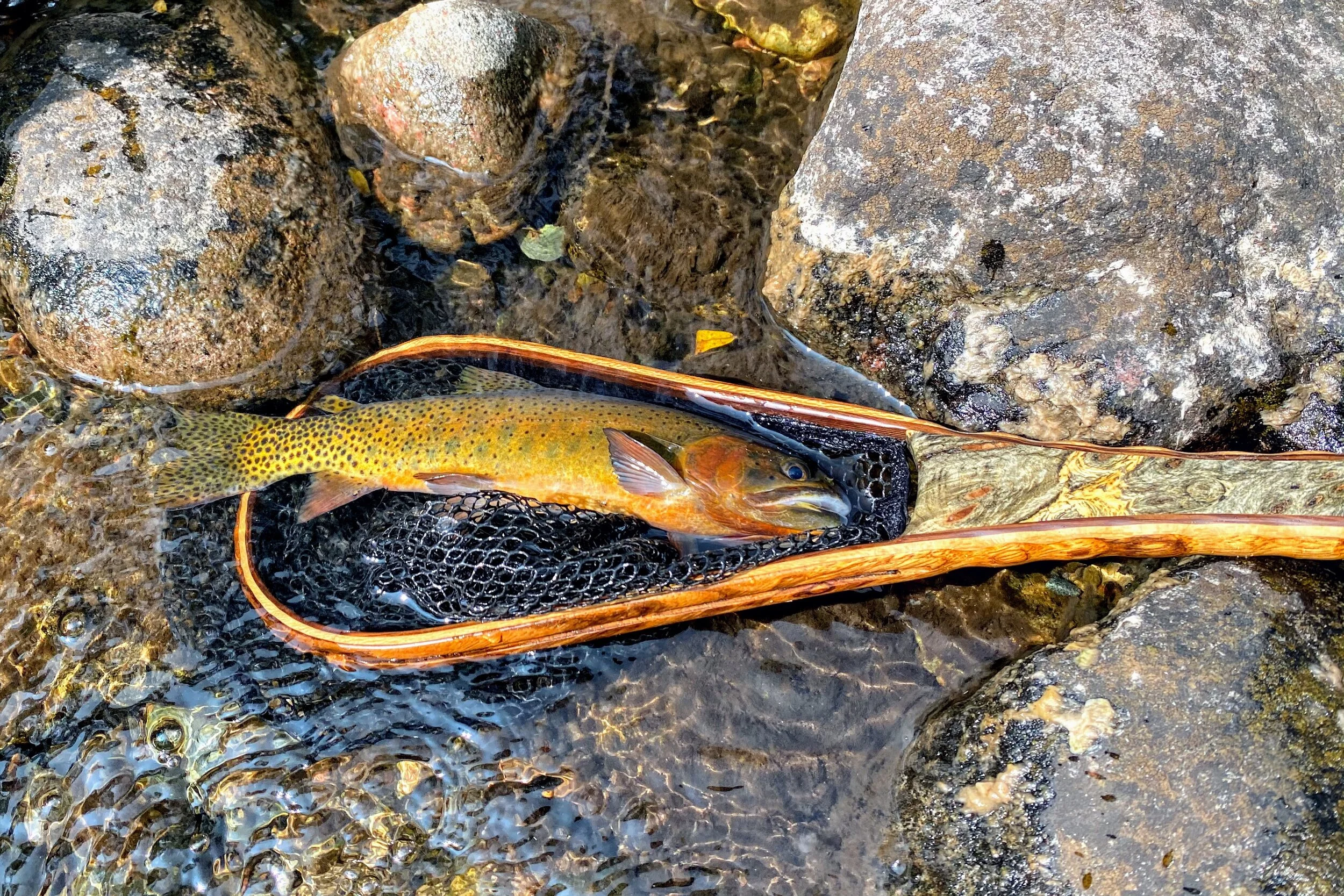 Colorado 2020, days 3 & 4 — C. Barclay Fly Rod Co.
