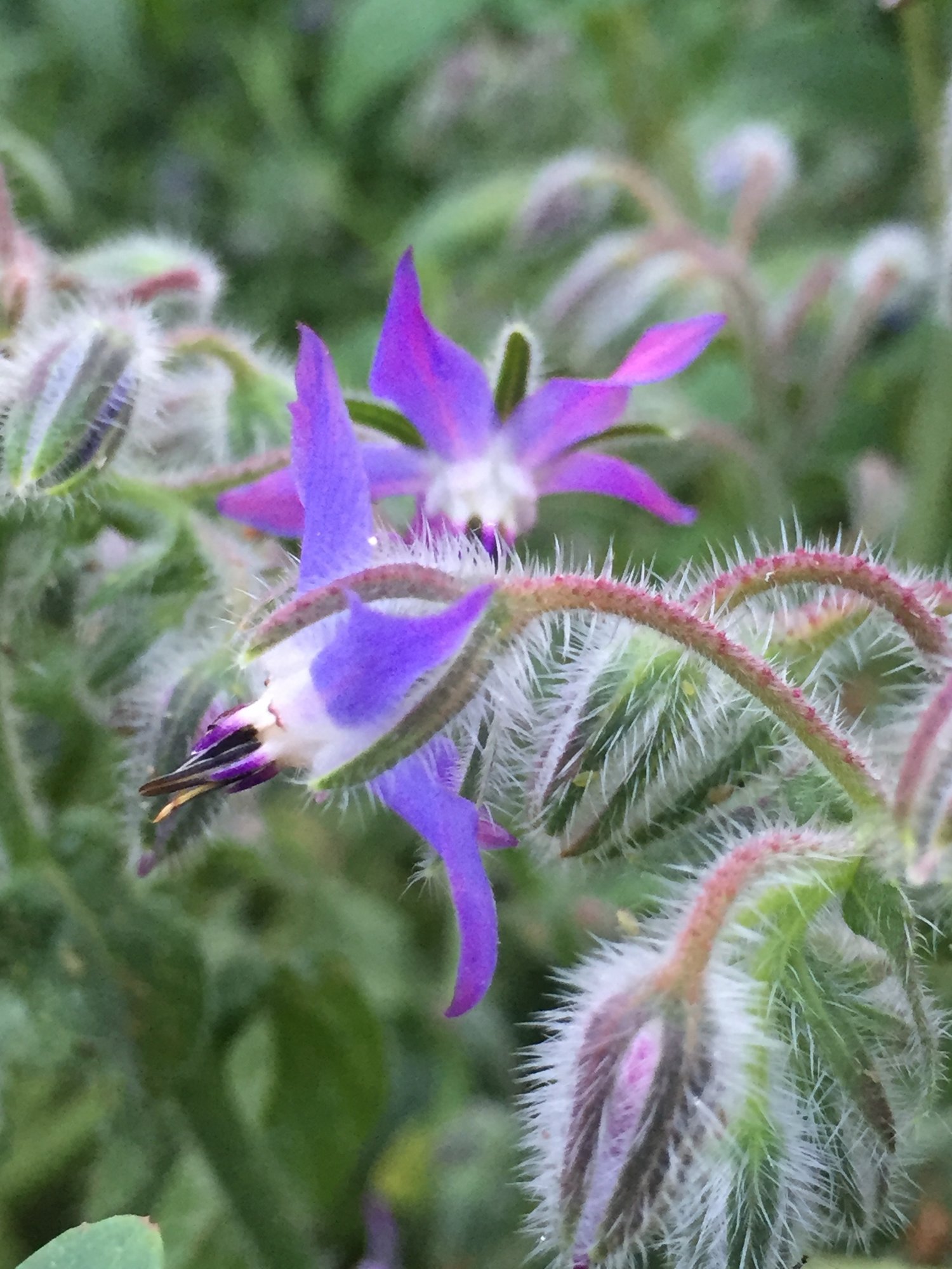 Borage: A miraculous plant — Poppy Corners Urban Farm