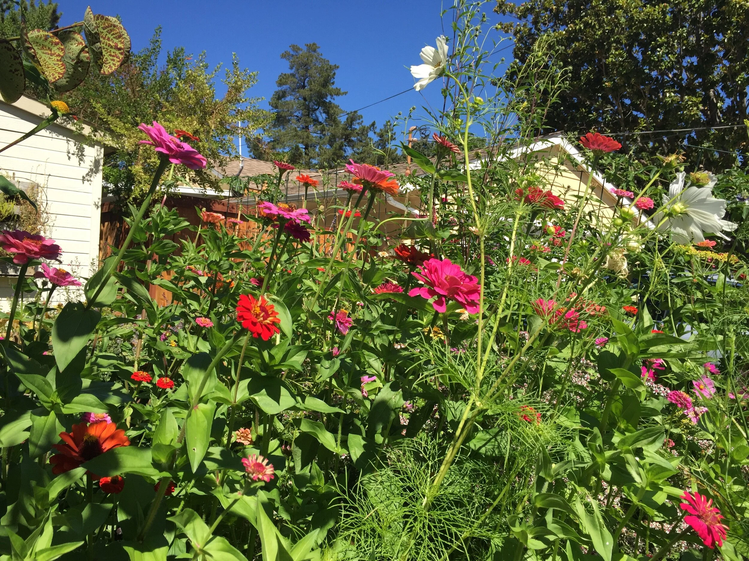 Clearing Out the Pollinator Gardens — Poppy Corners Urban Farm