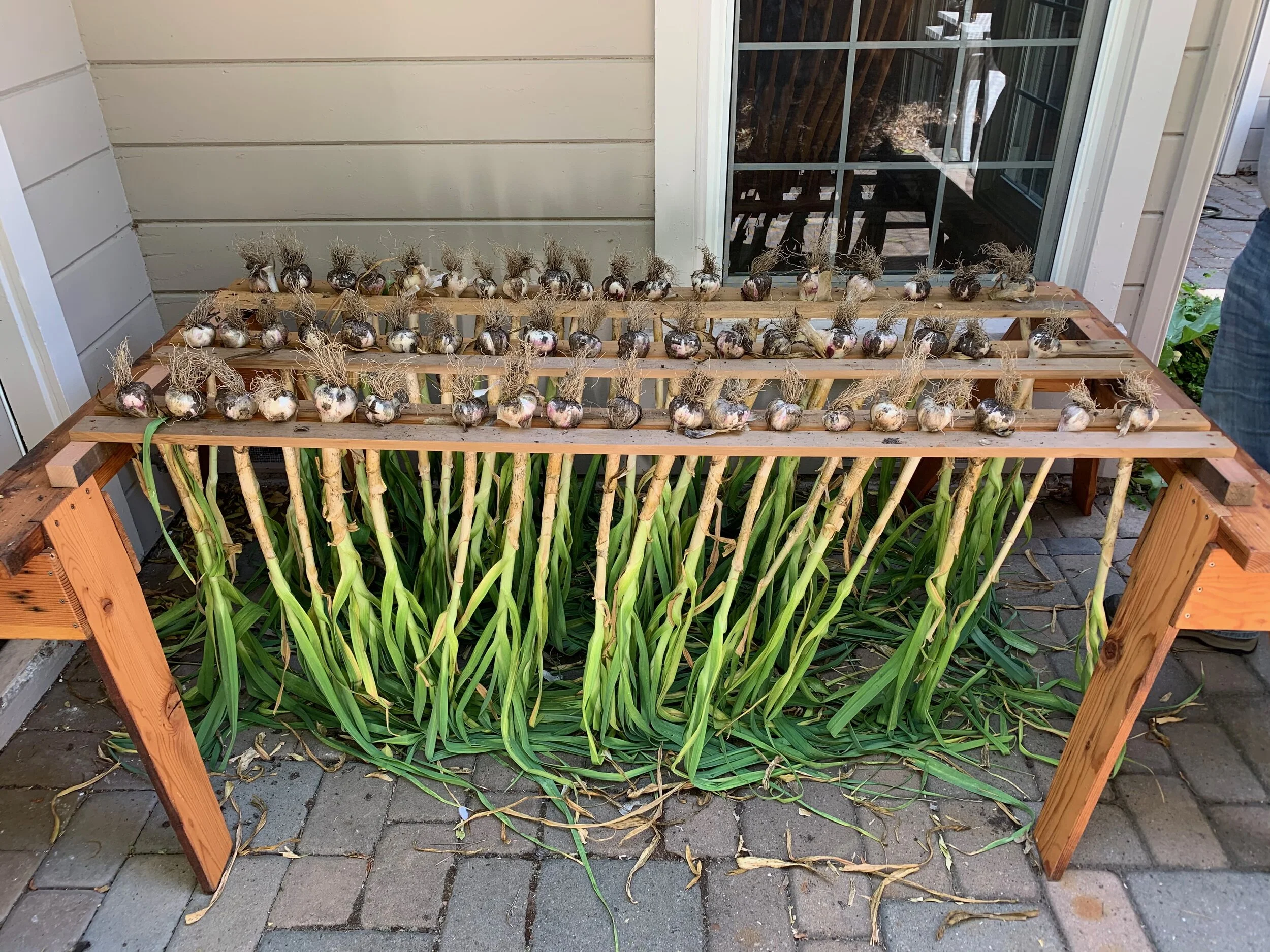 The Garlic Forest — Poppy Corners Urban Farm