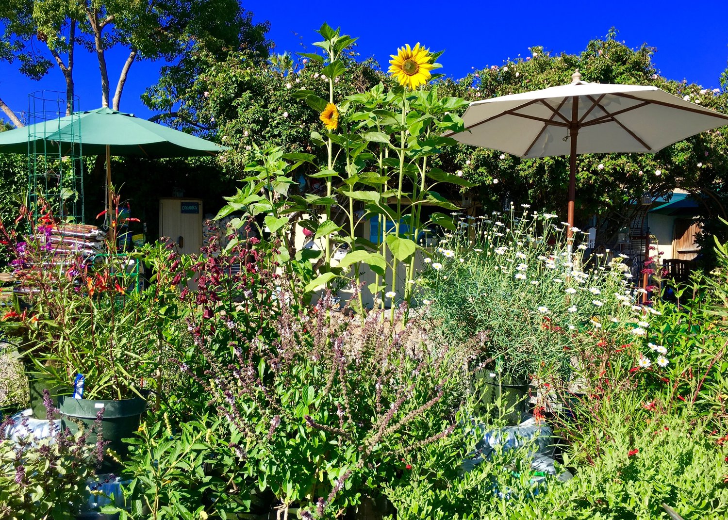 Pearson's Gardens & Herb Farm