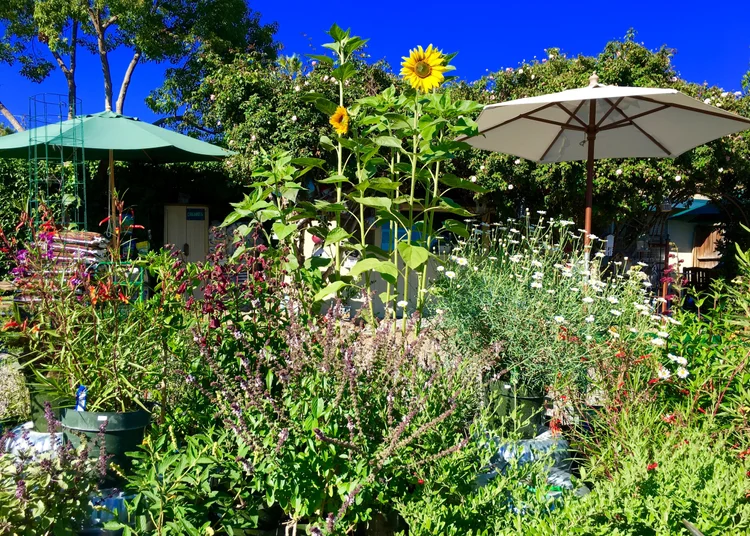 Pearson's Gardens & Herb Farm