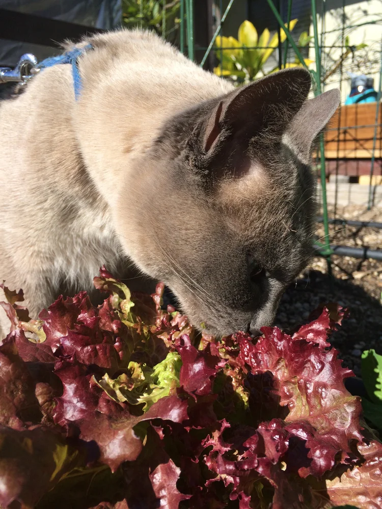 Pearson's Gardens & Herb Farm