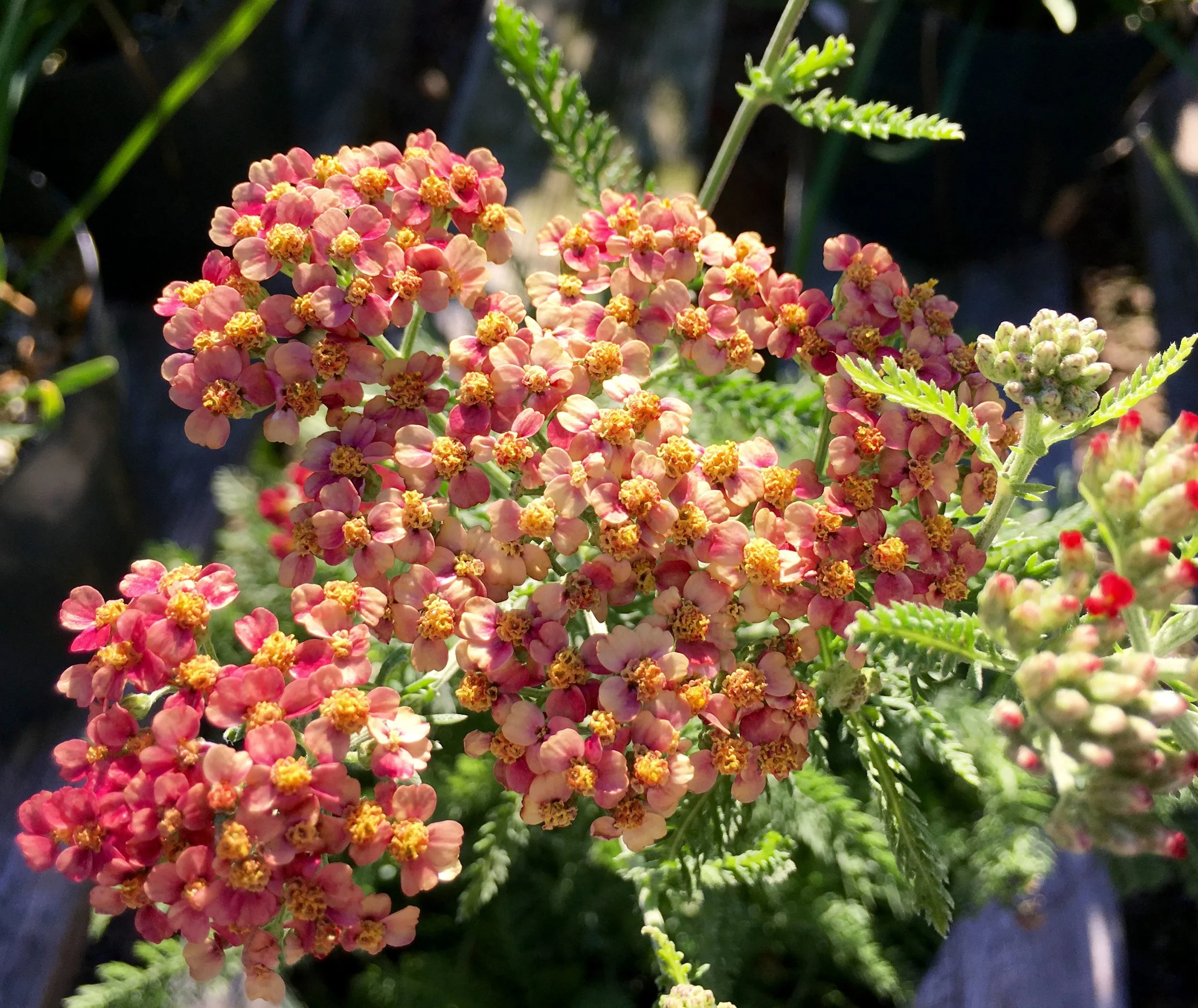 Flowers, Fragrance & Flavor — Pearson's Gardens & Herb Farm