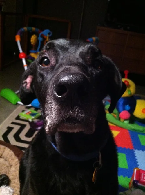 Before Duke Died, He Lived. — robyn arouty studios