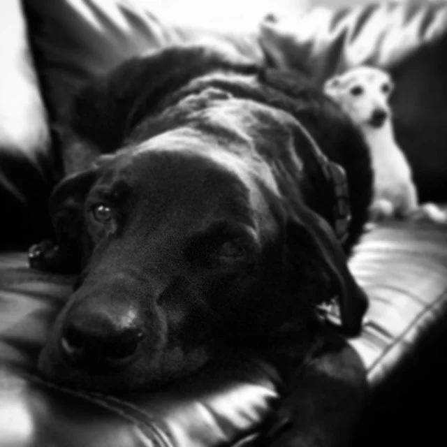 Before Duke Died, He Lived. — robyn arouty studios
