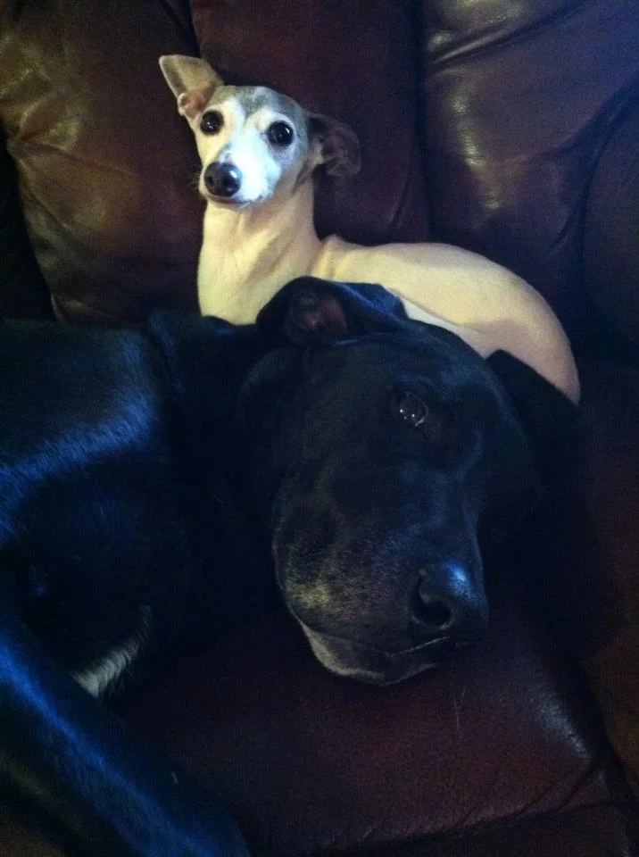 Before Duke Died, He Lived. — robyn arouty studios