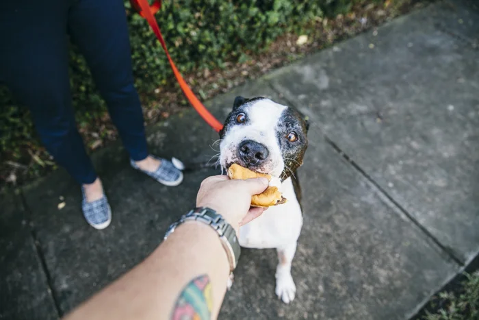 Dog Stories: Honoring Bittycakes Lee And Happy Places — robyn arouty ...