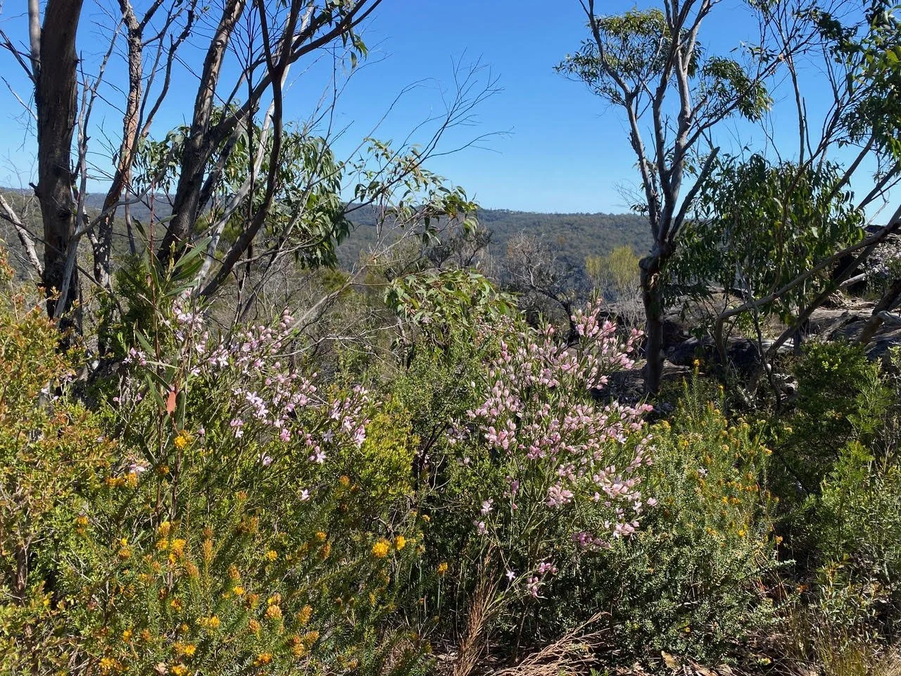 Sunday 11 Sep 2022. Duffys Forest. — Southern Alps Ski Club