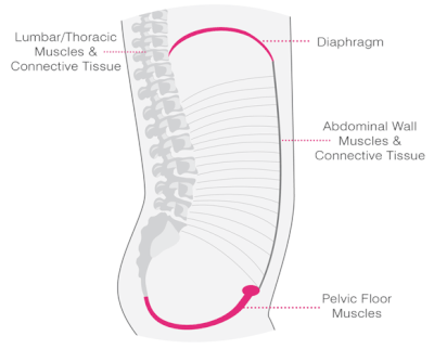 Understanding Your Core Muscles — Ottawa Osteopathy, Athletic Therapy ...