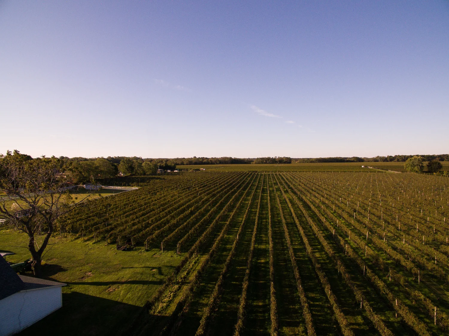 Our Vineyards — Sannino Vineyard North Fork Long Island — Sannino ...