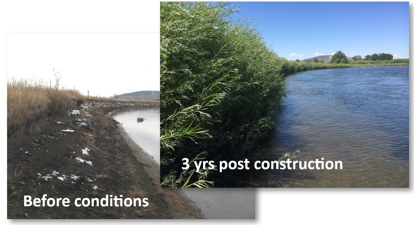 Henry's Fork Bank Stabilization — Intermountain Aquatics