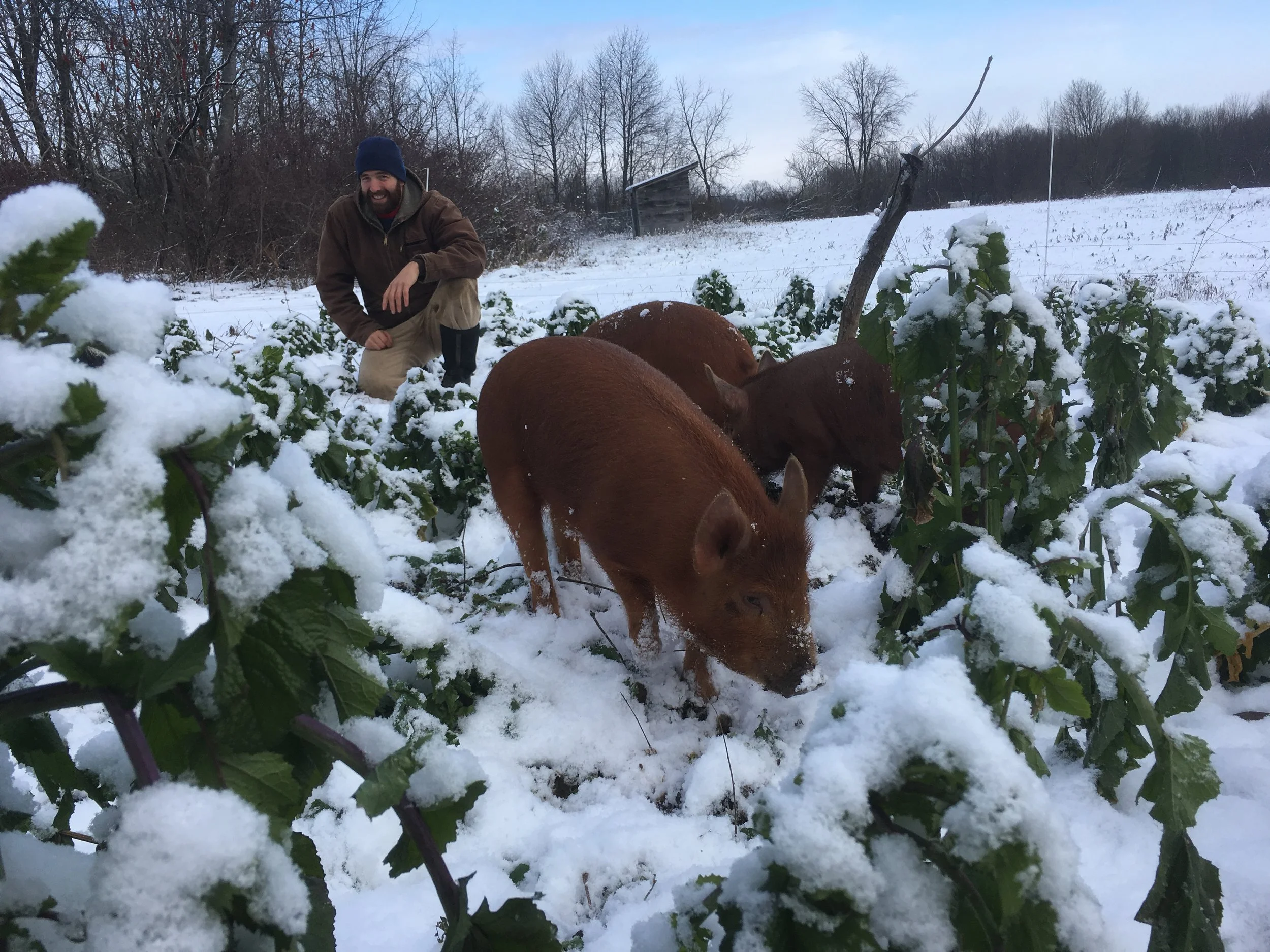 Tales From the (Minorly) Injured Farmer - Stonecrop Farm