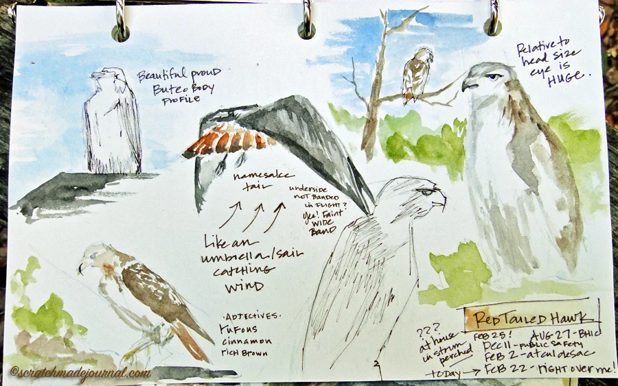 Red Tail Hawk Drawings