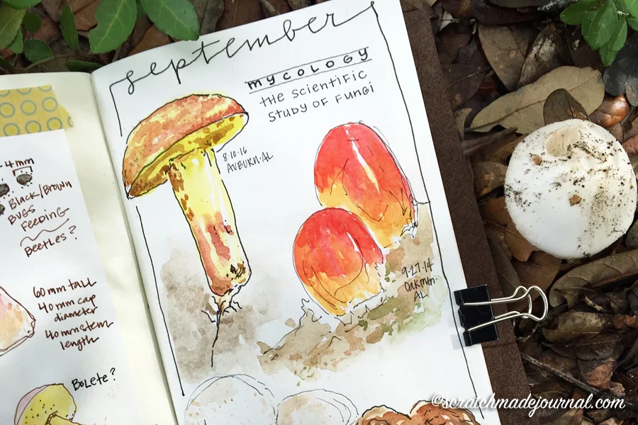Mushroom Types Chart