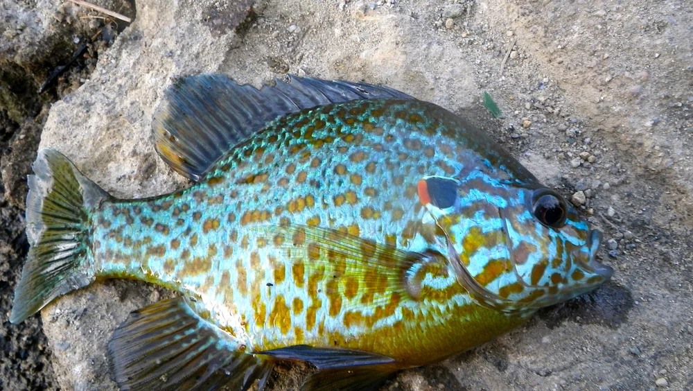 Pumpkinseed Fish Vs Bluegill