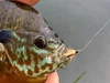 The Panfish Crackleback — Panfish On The Fly