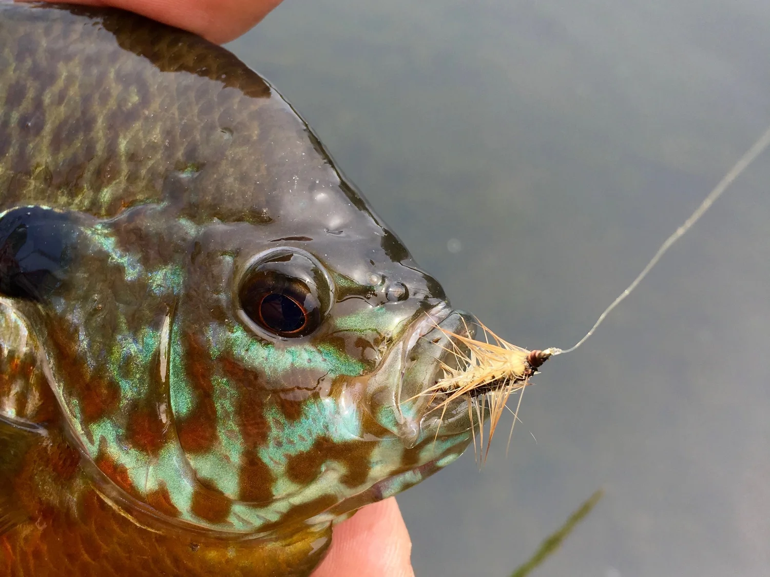 The Panfish Crackleback — Panfish On The Fly