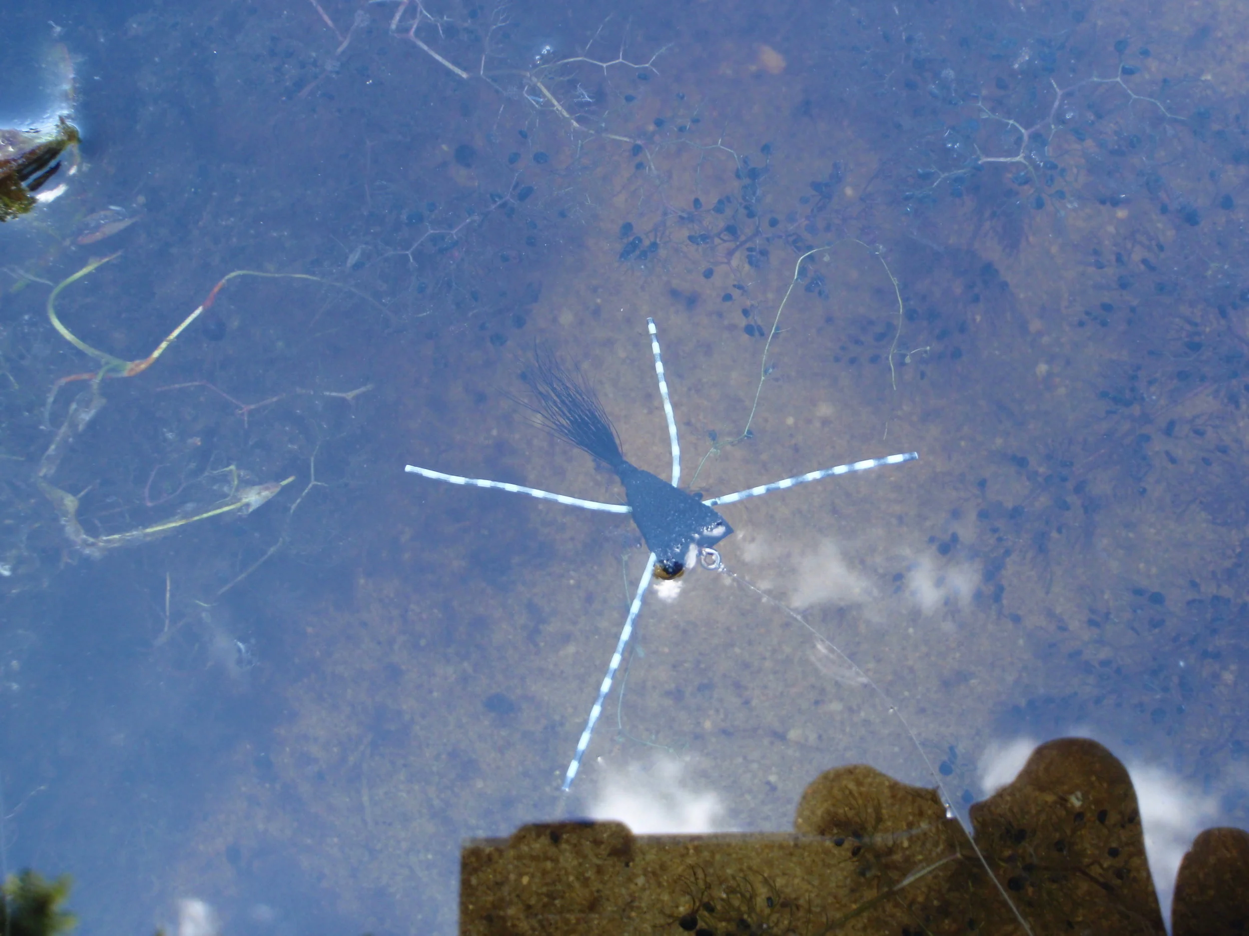 The Triangle Bug — Panfish On The Fly