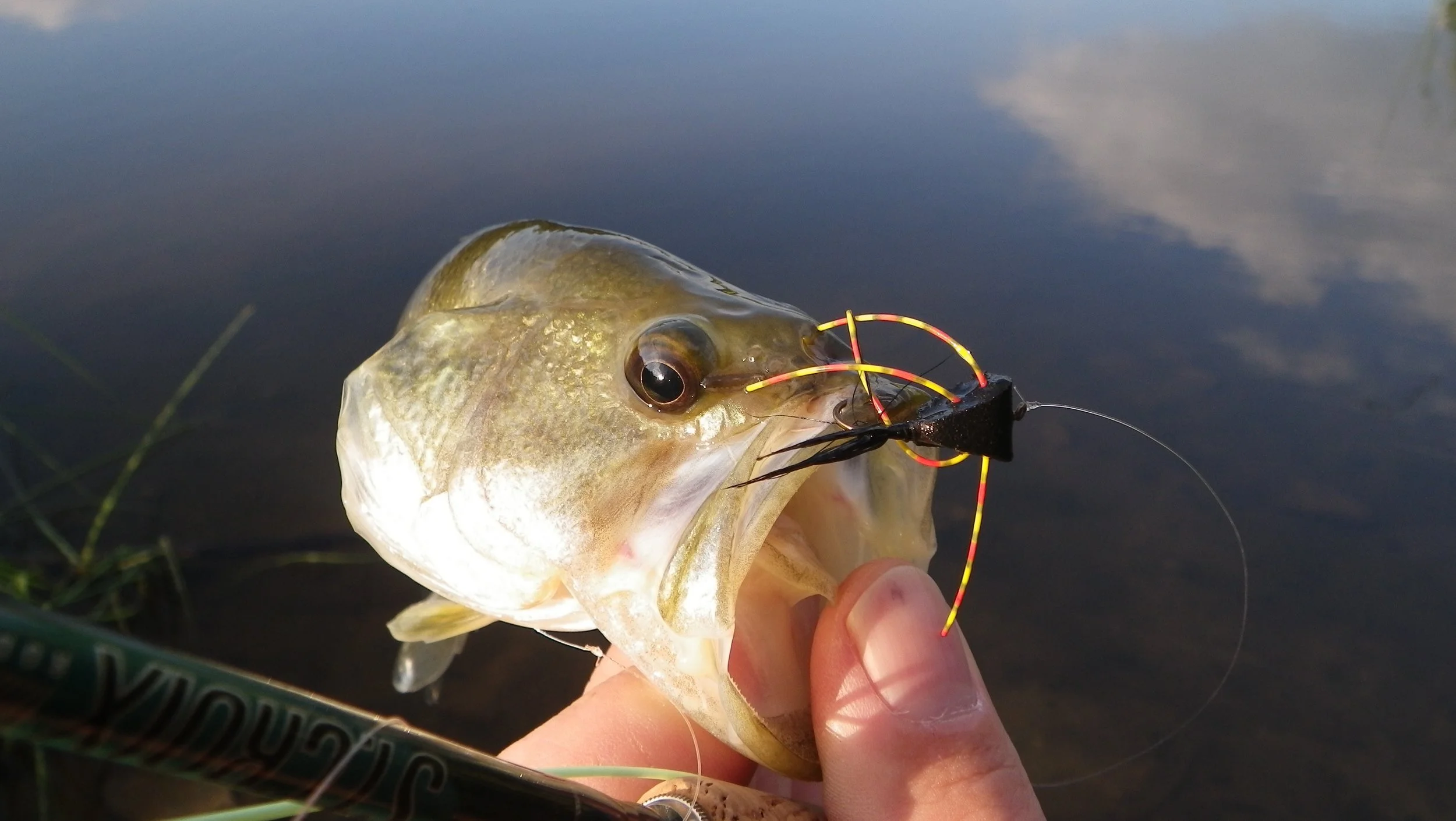 The Triangle Bug — Panfish On The Fly