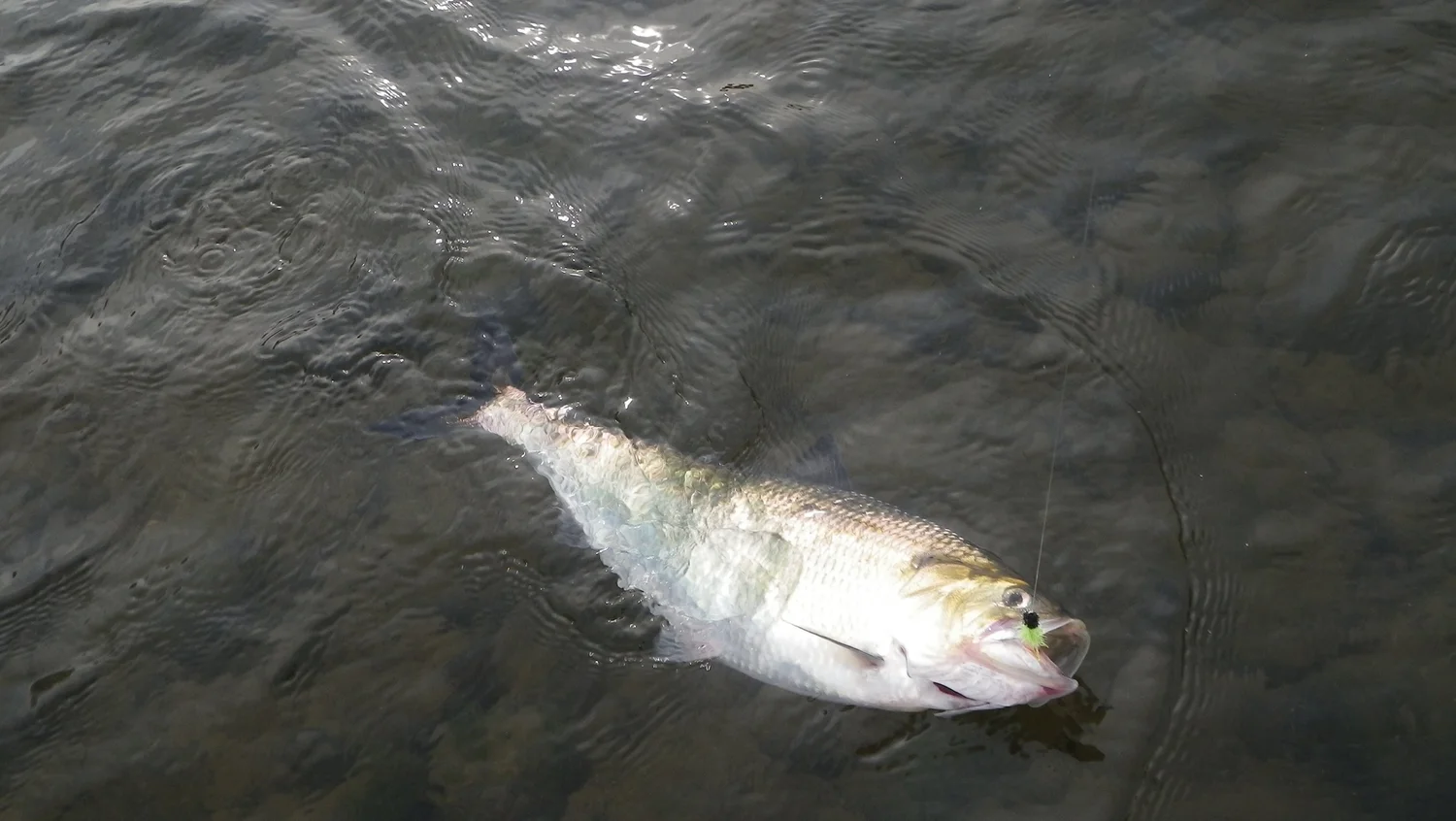 A Primer On Shad — Panfish On The Fly