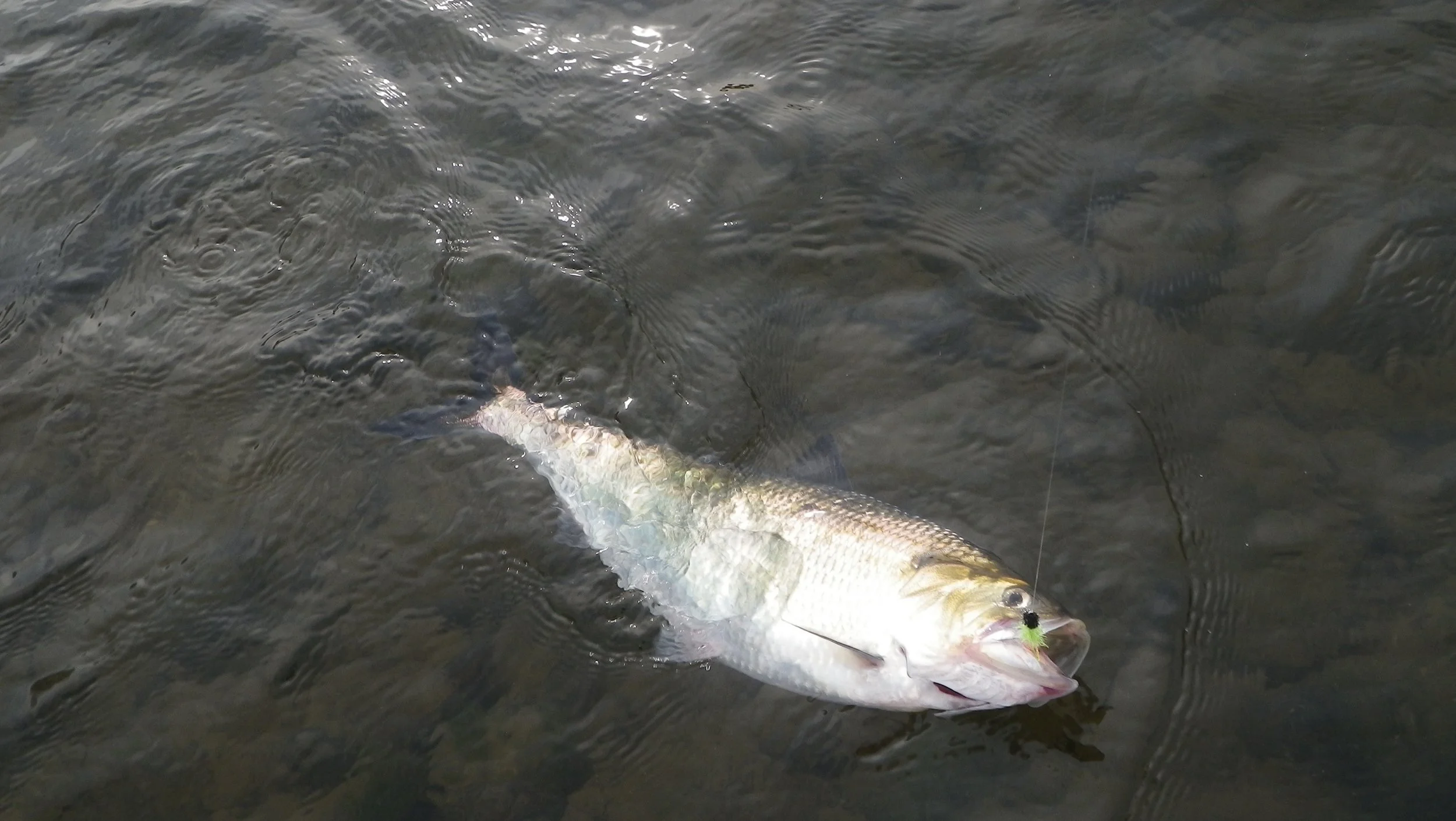 A Primer On Shad — Panfish On The Fly