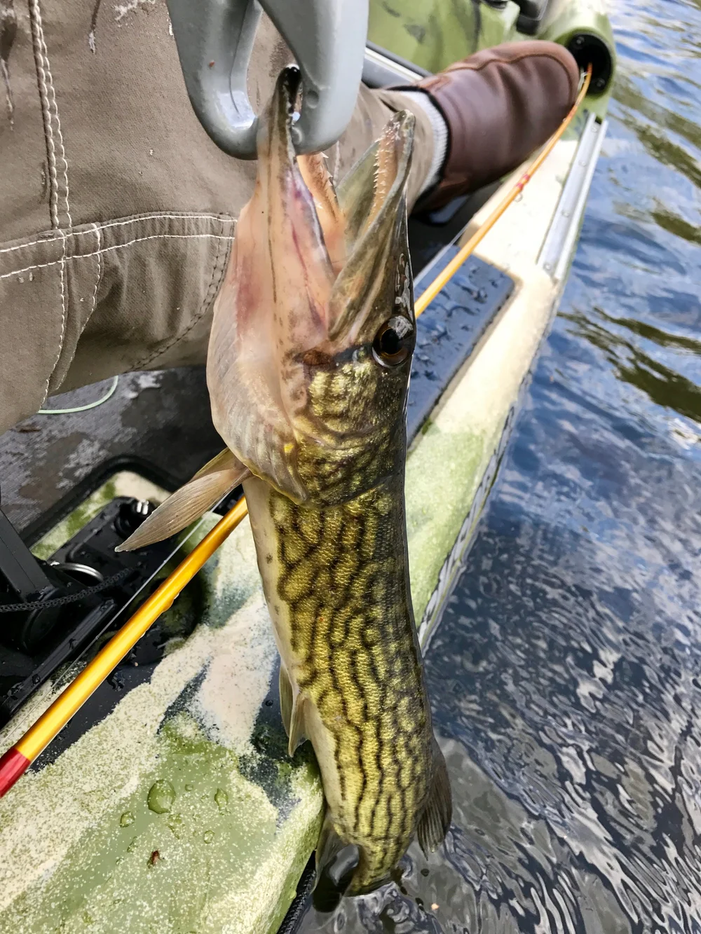 Pickerel - The Water Wolf — Panfish On The Fly