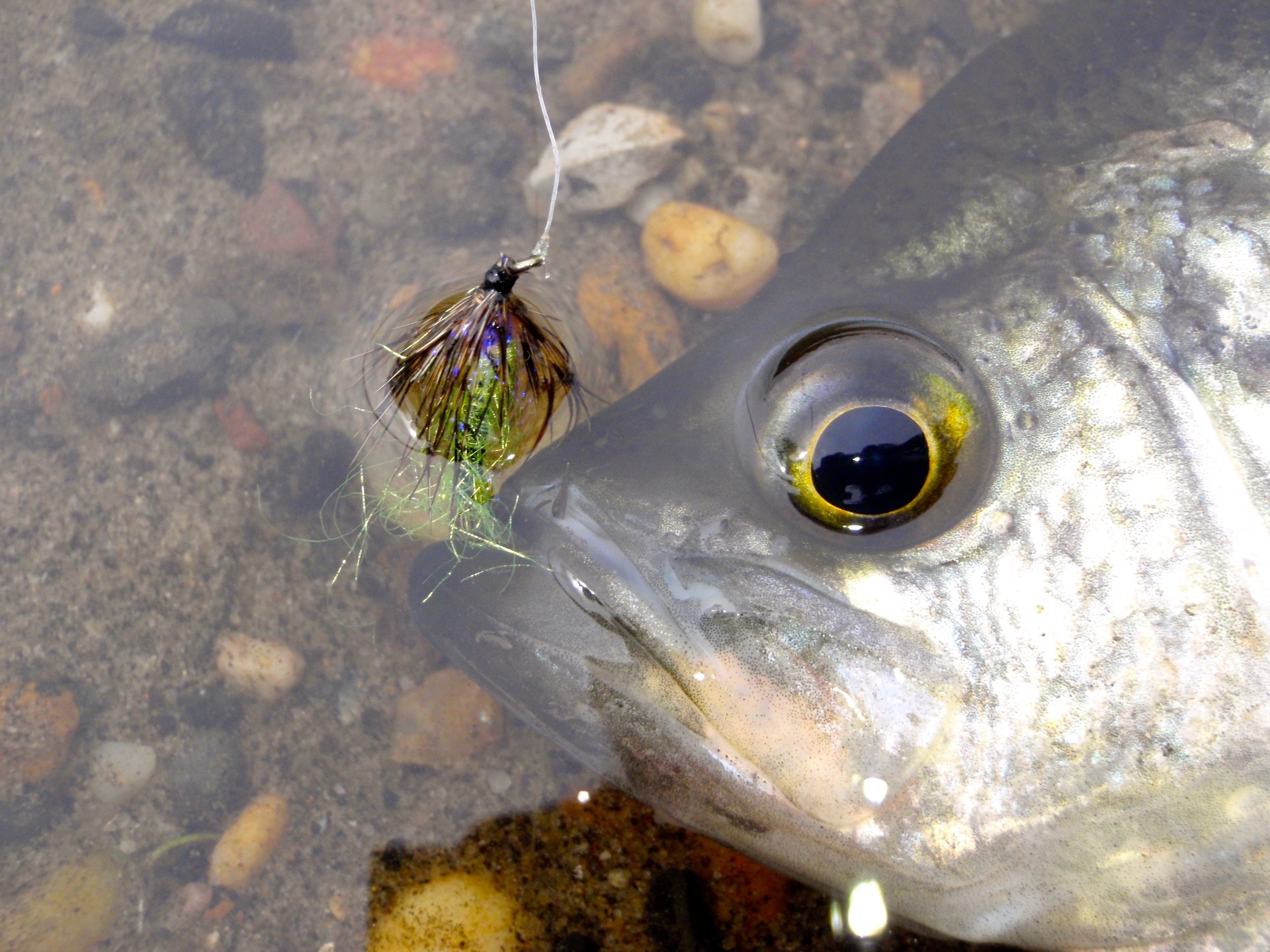 Crappies - A Fish Of Spring — Panfish On The Fly