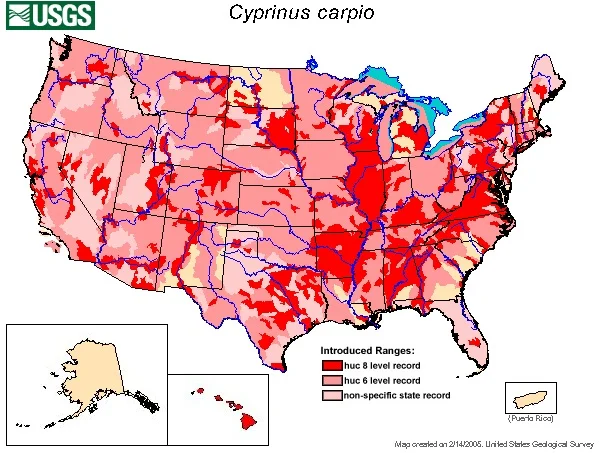 Common Carp — Panfish On The Fly