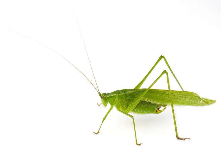 The Katydid — Panfish On The Fly
