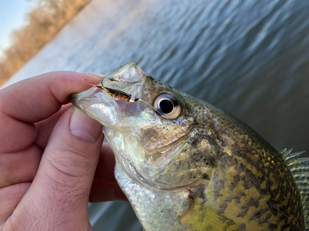 Five Tips for Winter Fly Fishing For Panfish — Panfish On The Fly