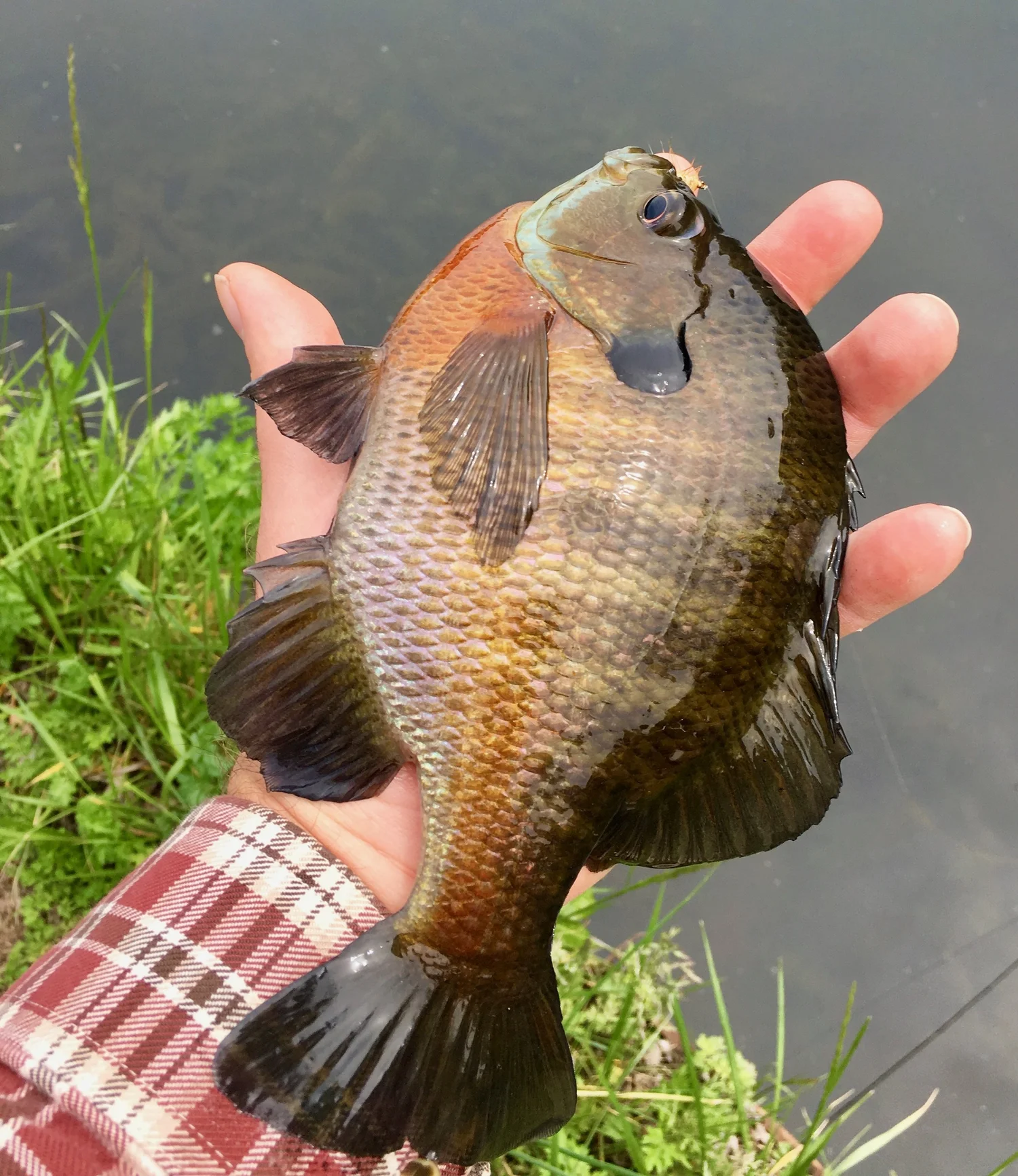 How To Consistently Catch Big Bluegills And Other Panfish — Panfish On ...