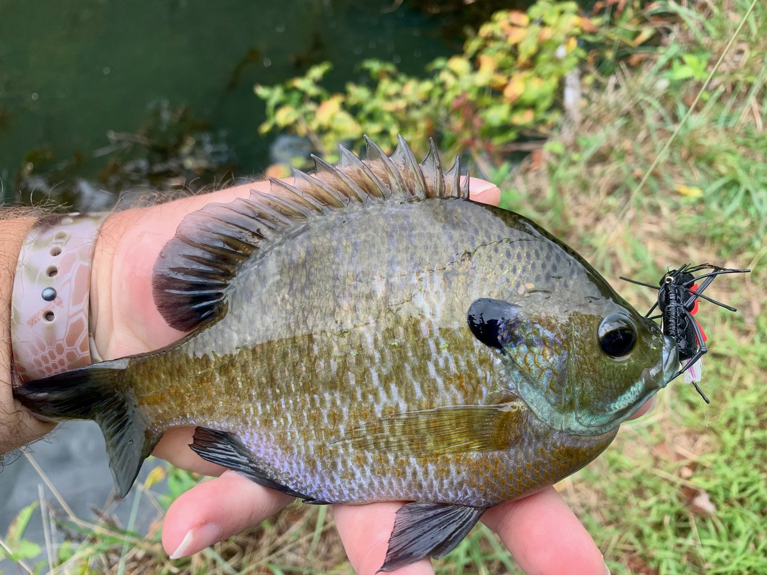 Go Big Or Go Home - Flies for Big Panfish! — Panfish On The Fly